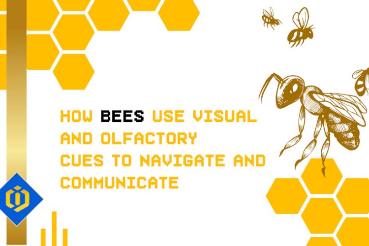 The Way Bees Navigate Through Space and Communicate with Each Other ...