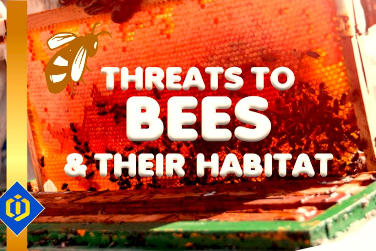 What Threats Are Facing Bees? - Coins International Journal: Latest ...